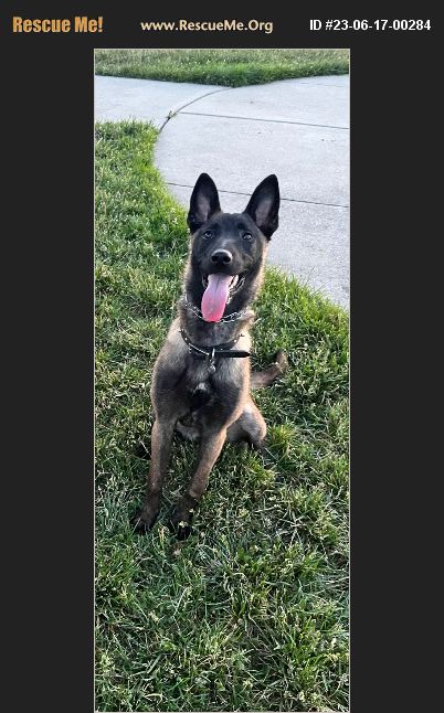 ADOPT 23061700284 ~ Belgian Malinois Rescue ~ Sacramento, CA