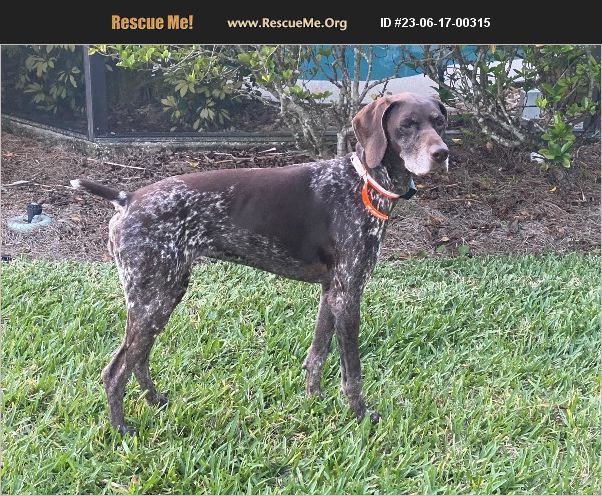 ADOPT 23061700315 ~ German Shorthaired Pointer Rescue ~ Merritt Island, FL