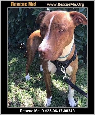 - Arizona Pit Bull Rescue - ADOPTIONS - Rescue Me!