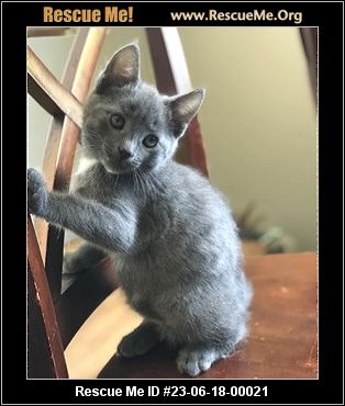 - California Russian Blue Rescue - ADOPTIONS - Rescue Me!