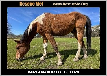 - California Horse Rescue - ADOPTIONS - Rescue Me!