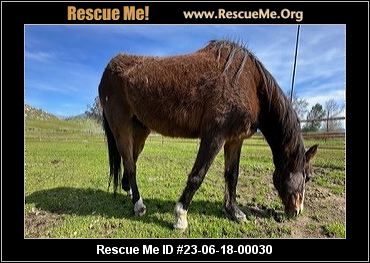 - California Horse Rescue - ADOPTIONS - Rescue Me!