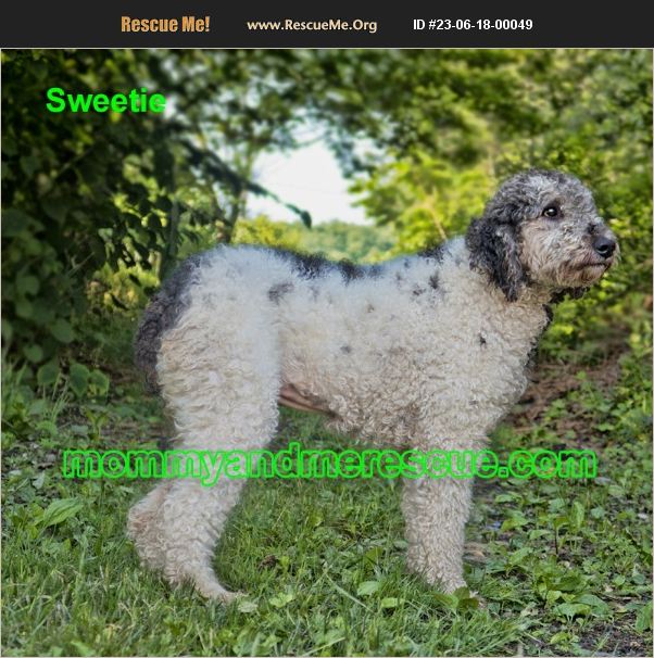 ADOPT 23061800049 ~ Poodle Rescue ~ Mount Carmel, PA