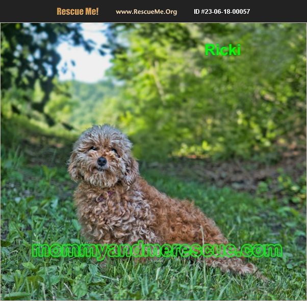 ADOPT 23061800057 ~ Poodle Rescue ~ Mount Carmel, PA