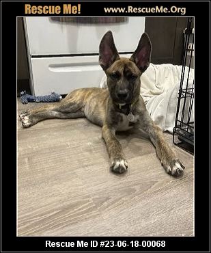 - Paw Patrol Animal Rescue and Sanctuary - Boca Raton, FL - AVAILABLE PETS