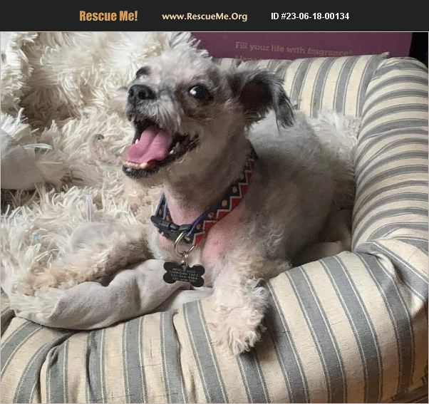 ADOPT 23061800134 ~ Chinese Crested Rescue ~ Marana, AZ