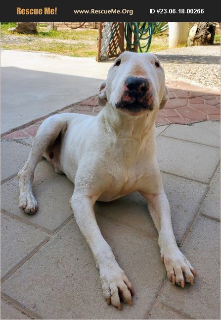 ADOPT 23061800266 ~ Bull Terrier Rescue ~ Yuma, AZ