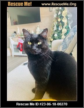 - Virginia Cat Rescue - ADOPTIONS - Rescue Me!