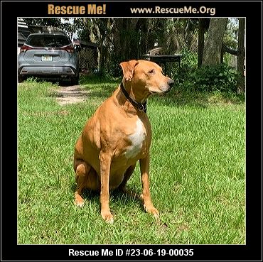 - Florida Rhodesian Ridgeback Rescue - ADOPTIONS - Rescue Me!