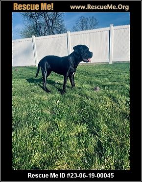 - New York Dog Rescue - ADOPTIONS - Rescue Me!