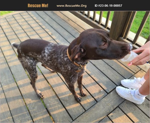 ADOPT 23061900057 ~ German Shorthaired Pointer Rescue ~ Frankfort, KY