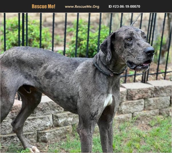 ADOPT 23061900070 ~ Great Dane Rescue ~ Dallas, TX