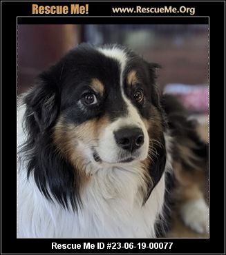 - Minnesota Dog Rescue - ADOPTIONS - Rescue Me!