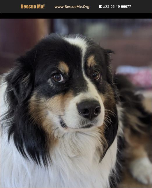 ADOPT 23061900077 ~ Australian Shepherd Rescue ~ Hutchinson, MN