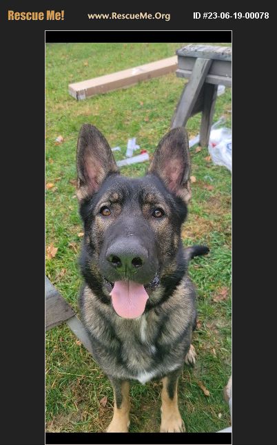 ADOPT 23061900078 ~ German Shepherd Rescue ~ Avella, PA