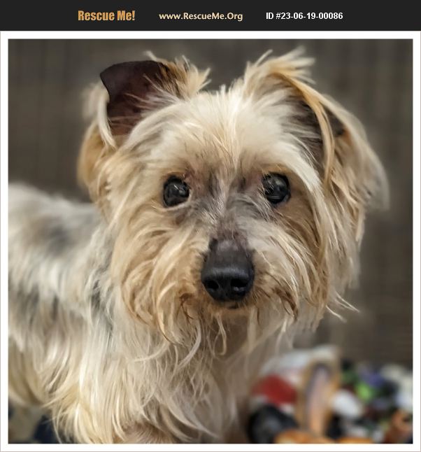 ADOPT 23061900086 ~ Yorkie Rescue ~ Tavares, FL