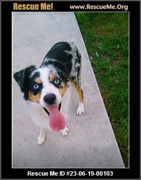 - Washington Australian Shepherd Rescue - ADOPTIONS - Rescue Me!