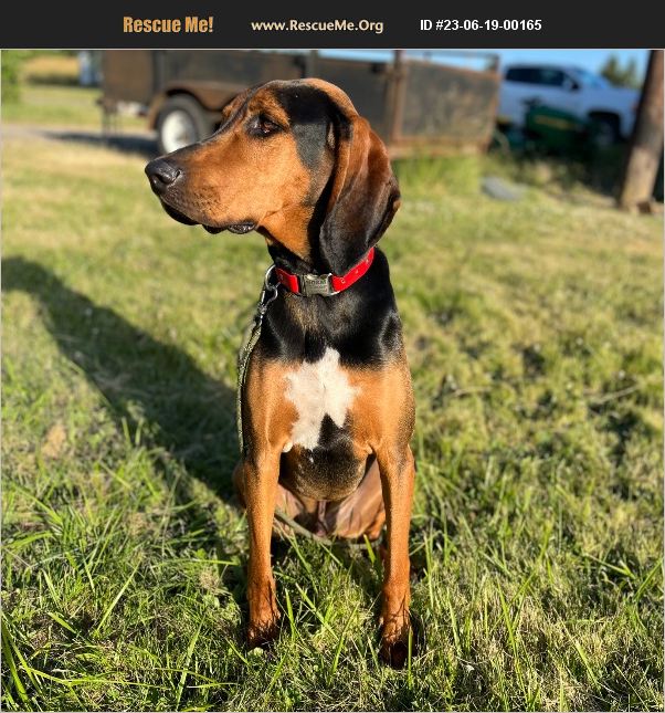 ADOPT 23061900165 ~ Black and Tan Coonhound Rescue ~ Salem, OR