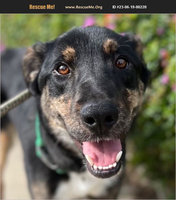 ADOPT 23061900220 ~ Australian Cattle Dog Rescue ~ Anaheim, CA