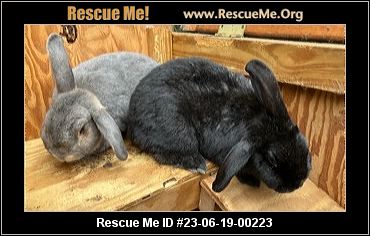 - Ohio Rabbit Rescue - ADOPTIONS - Rescue Me!