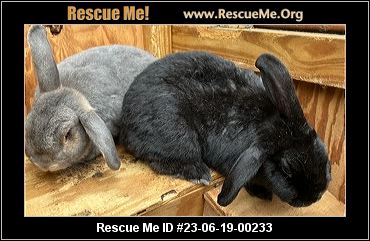 - Ohio Rabbit Rescue - ADOPTIONS - Rescue Me!