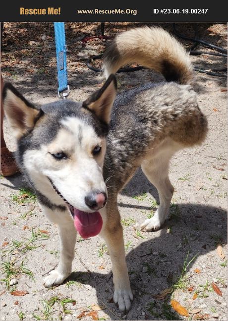ADOPT 23061900247 ~ Siberian Husky Rescue ~ LAKE HELEN, FL