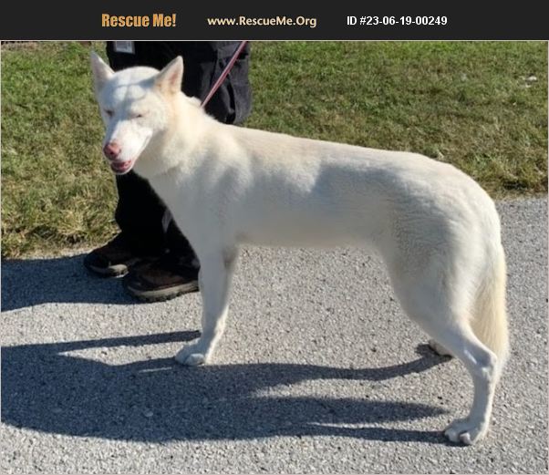 ADOPT 23061900249 ~ Siberian Husky Rescue ~ LAKE HELEN, FL
