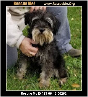 - Illinois Schnauzer Rescue - ADOPTIONS - Rescue Me!