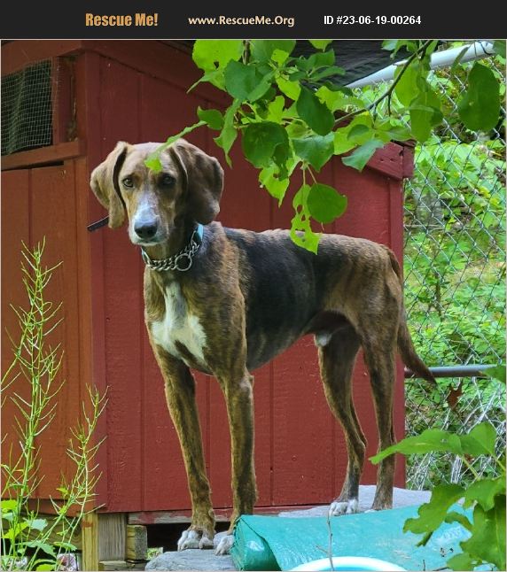 ADOPT 23061900264 ~ Foxhound Rescue ~ Sprague, CT