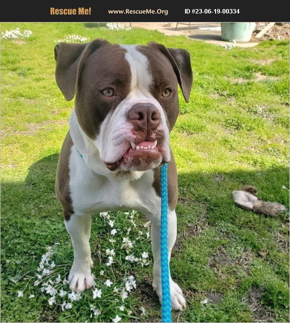 ADOPT 23061900334 ~ Bulldog Rescue ~ Stoughton, MA