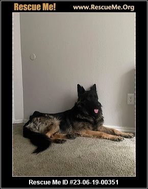 - Texas German Shepherd Rescue - ADOPTIONS - Rescue Me!