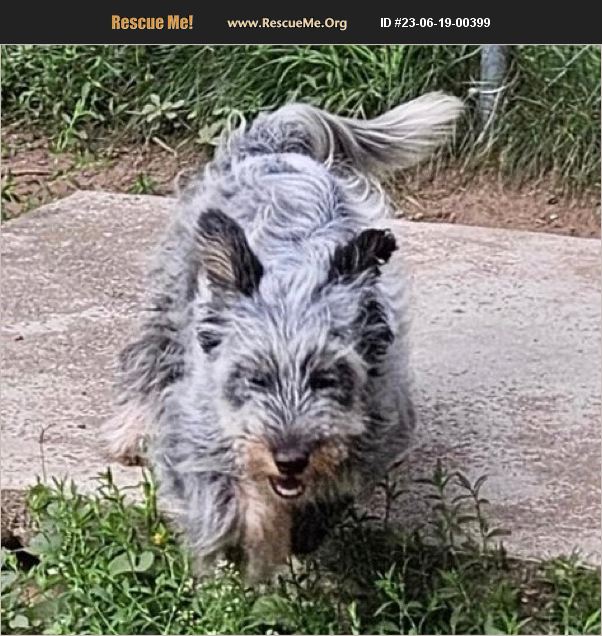 ADOPT 23061900399 ~ Portuguese Water Dog Rescue ~ Thompson Falls, MT