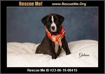 - Florida Boxer Rescue - ADOPTIONS - Rescue Me!