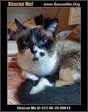 - California Siamese Rescue - ADOPTIONS - Rescue Me!