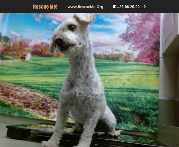 ADOPT 23062000112 ~ Poodle Rescue ~ Moreno Valley, CA