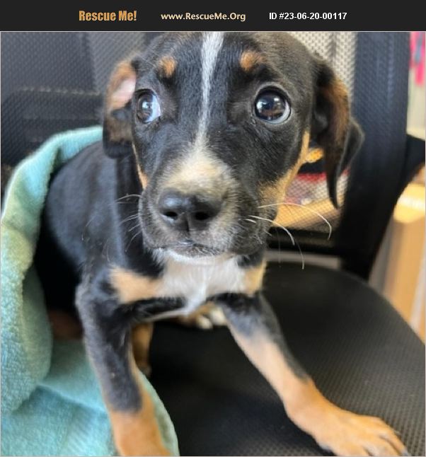 ADOPT 23062000117 ~ Miniature Pinscher Rescue ~ Thompson Falls, MT