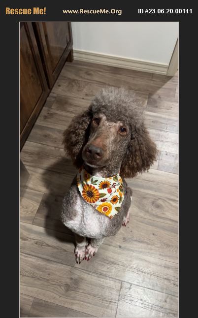 ADOPT 23062000141 ~ Poodle Rescue ~ Columbus, KS