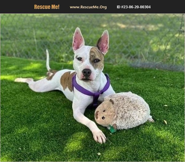 ADOPT 23062000304 ~ Bull Terrier Rescue ~ Washington Crossing, PA