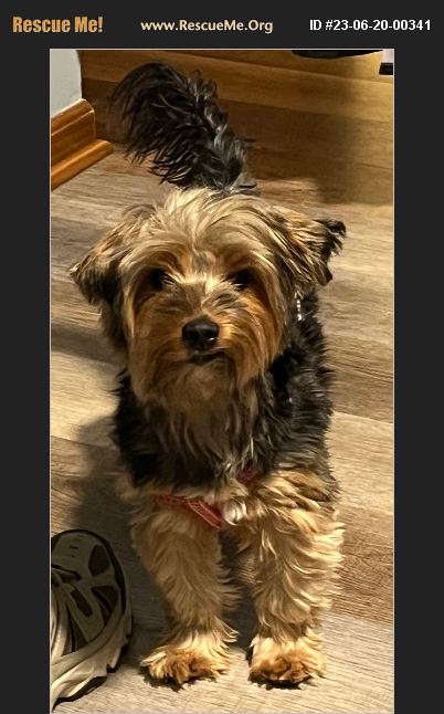 ADOPT 23062000341 ~ Yorkie Rescue ~ Radford, VA