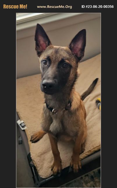 ADOPT 23062000356 ~ Belgian Malinois Rescue ~ Addison, TX