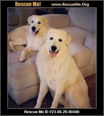 - Arizona Great Pyrenees Rescue - ADOPTIONS - Rescue Me!