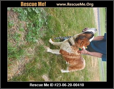 - Michigan Dog Rescue - ADOPTIONS - Rescue Me!