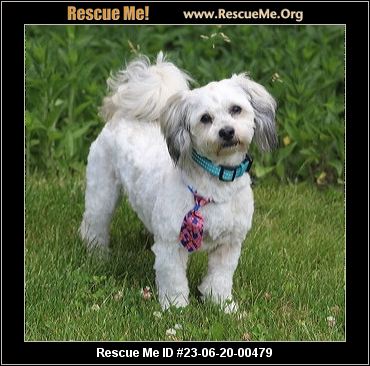 - Indiana Maltese Rescue - ADOPTIONS - Rescue Me!