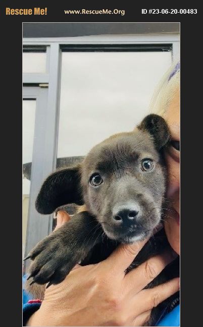 ADOPT 23062000483 ~ Australian Kelpie Rescue ~ Eastsound, WA