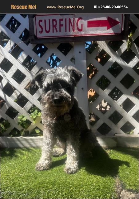 ADOPT 23062000554 ~ Schnauzer Rescue ~ Chula Vista, CA