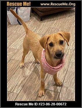 - Florida Jack Russell Rescue - ADOPTIONS - Rescue Me!