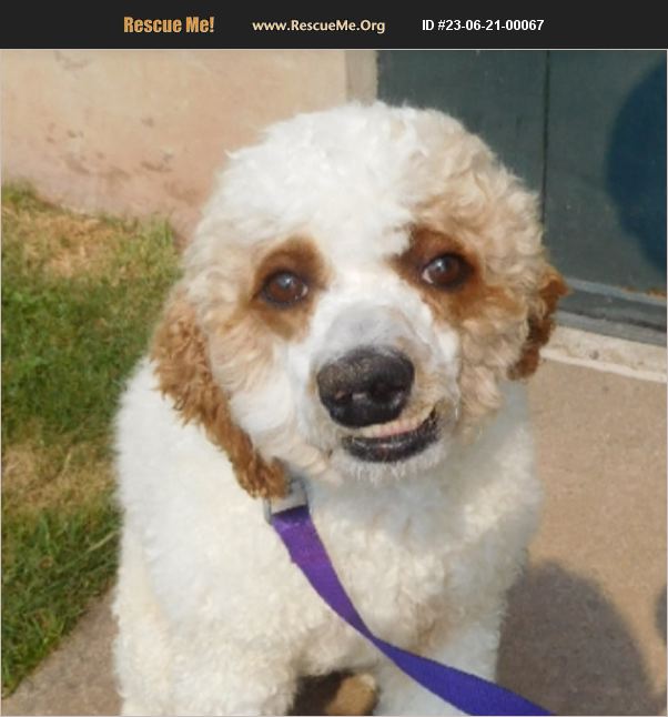 ADOPT 23062100067 ~ Poodle Rescue ~ Mount Carmel, PA