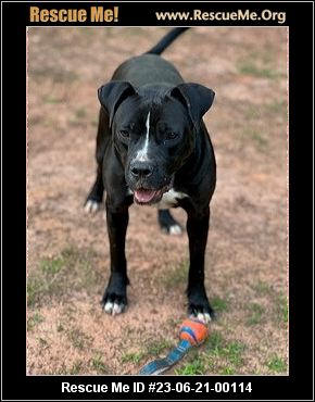 - Georgia Boxer Rescue - ADOPTIONS - Rescue Me!