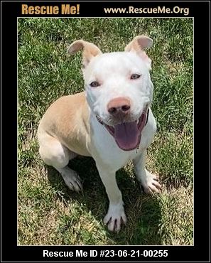 - Colorado Pit Bull Rescue - ADOPTIONS - Rescue Me!
