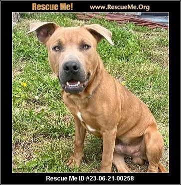 - Colorado Pit Bull Rescue - ADOPTIONS - Rescue Me!